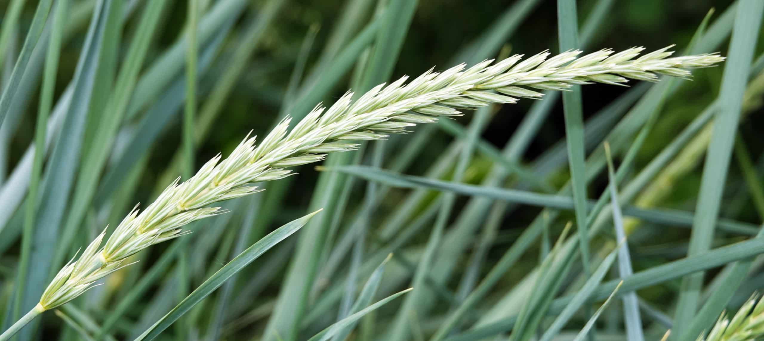 Like the Chaff in the Wind - Southwest Radio Ministries-SWRC